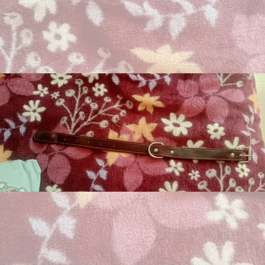 Ошейник для собак, средних пород