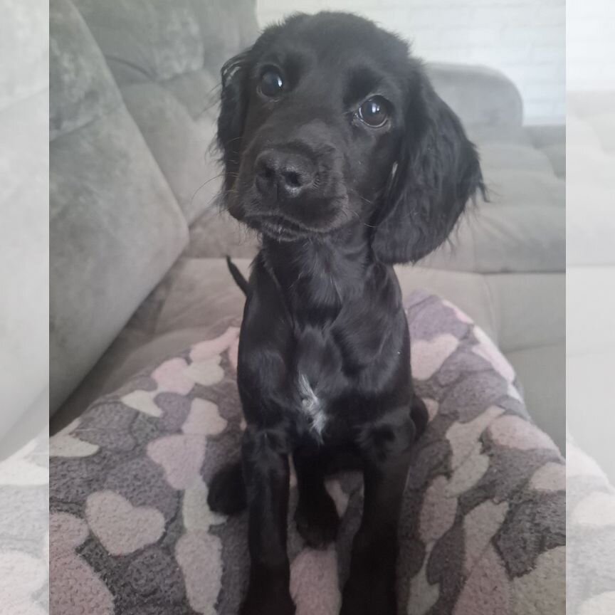 Русский охотничий спаниель, щенок