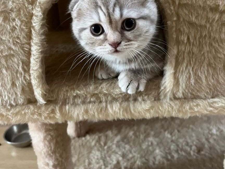 Шотландский вислоухий кот