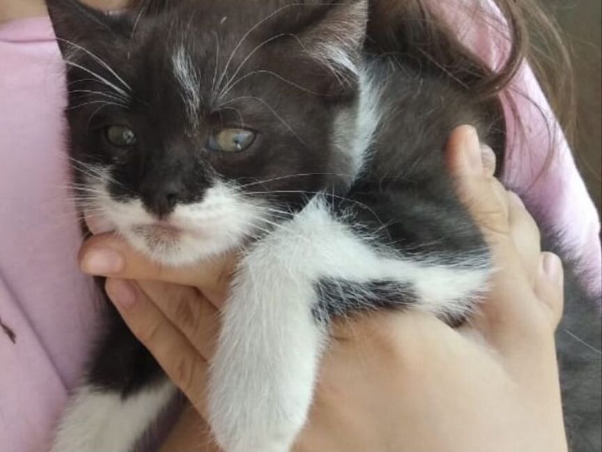 Котята в добрые руки бесплатно