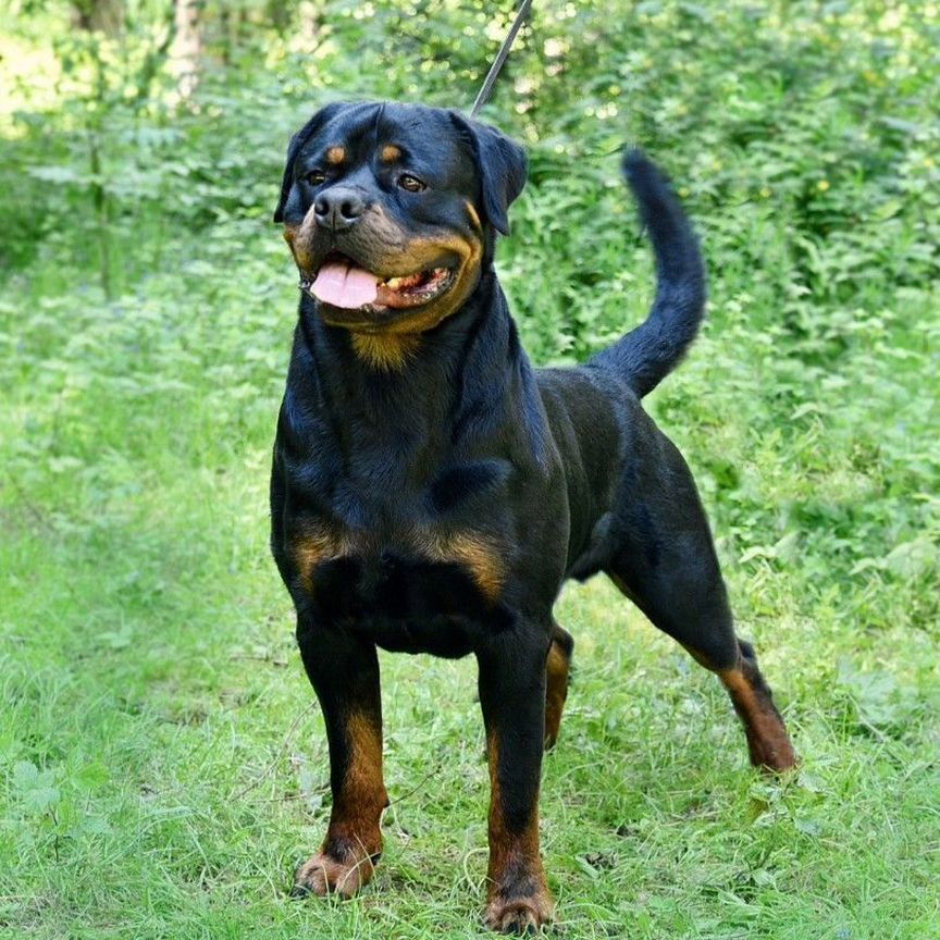 Щенки ротвейлера