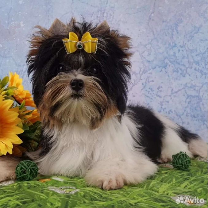 Самая красивая Мини Принцесса