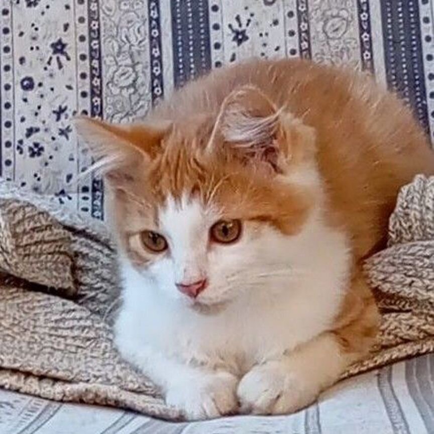 Котята в добрые руки (осталась одна девочка)