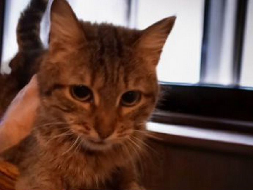 Милейшая кошечка