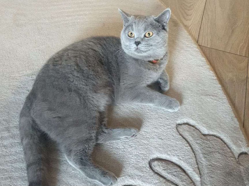 Британский кот вязка