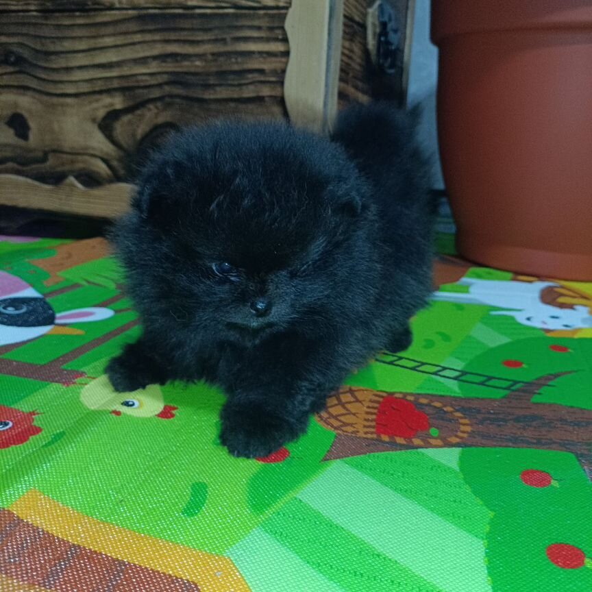 Плюшевый мишка