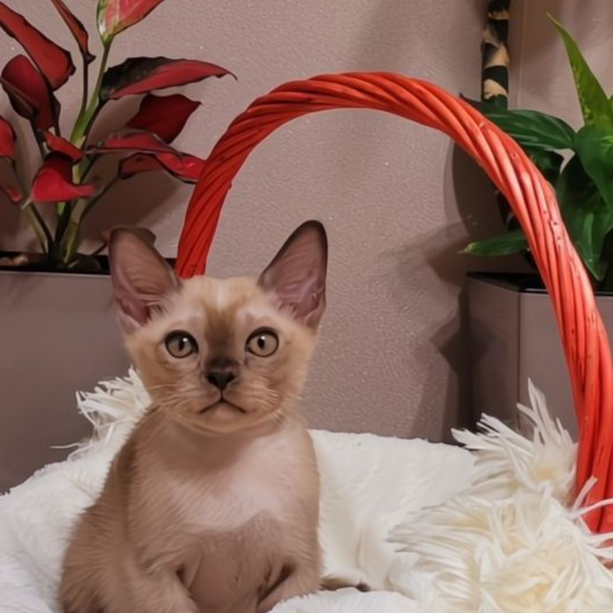 Европейский бурманский котёнок