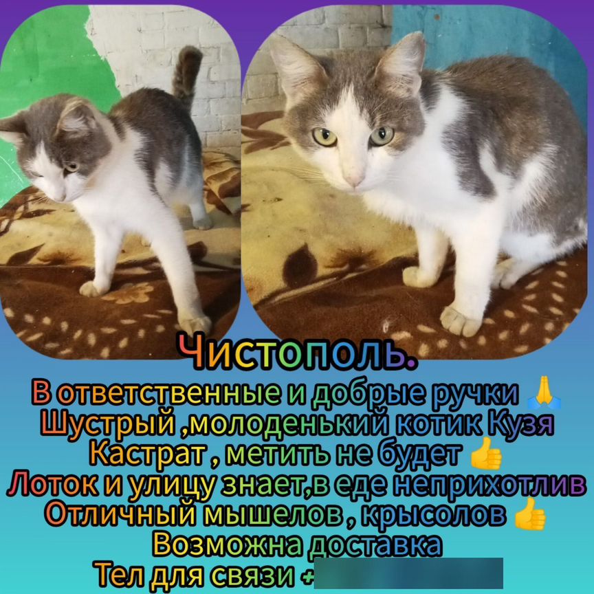 Котик Мышелов
