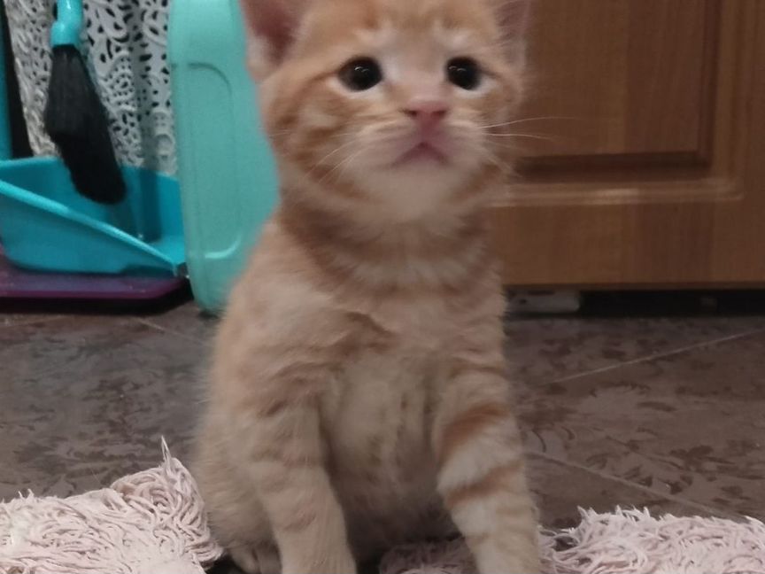 Котята в добрые руки бесплатно