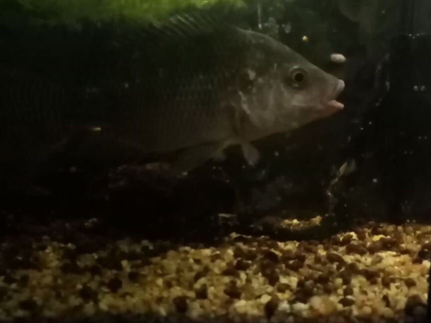 Украшение для аквариума