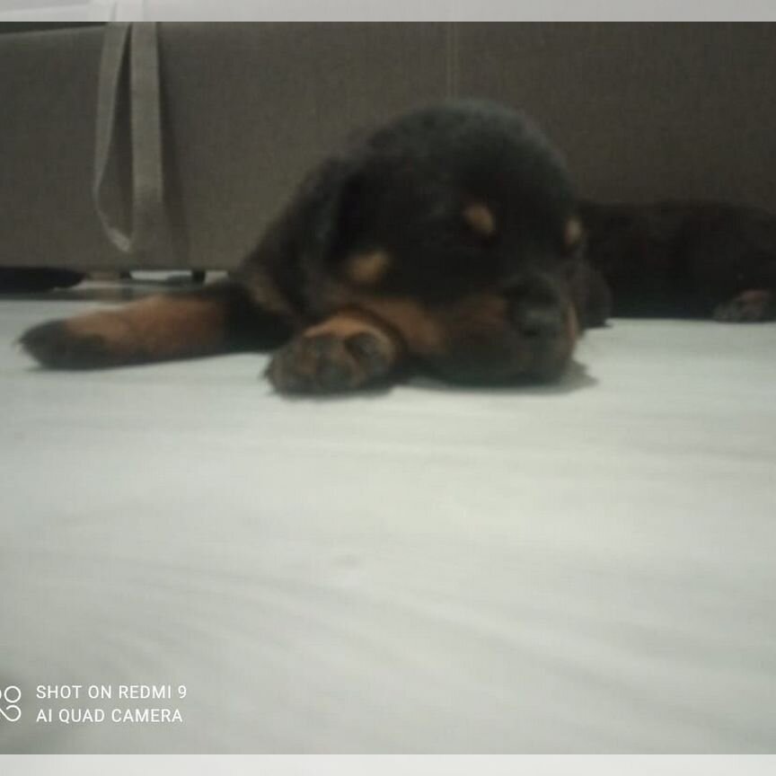 Чистокровные щенки ротвейлера