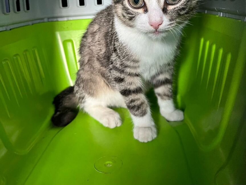 Котенок сибирский полосатый