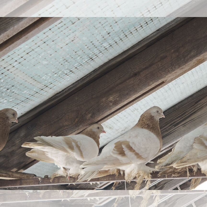 Бойные голуби