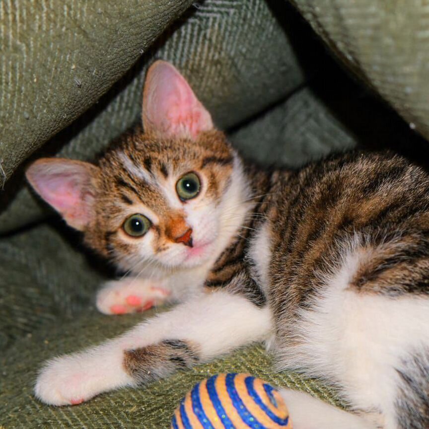 Котёнок Фенечка ищет дом