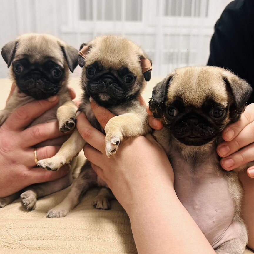 Мопс, щенок