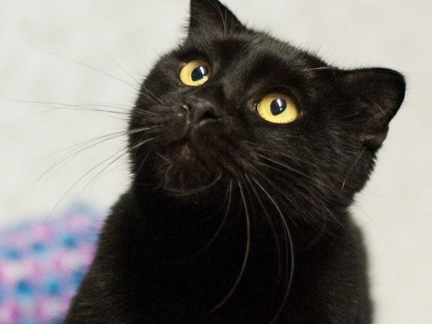 Ален Делон ищет дом