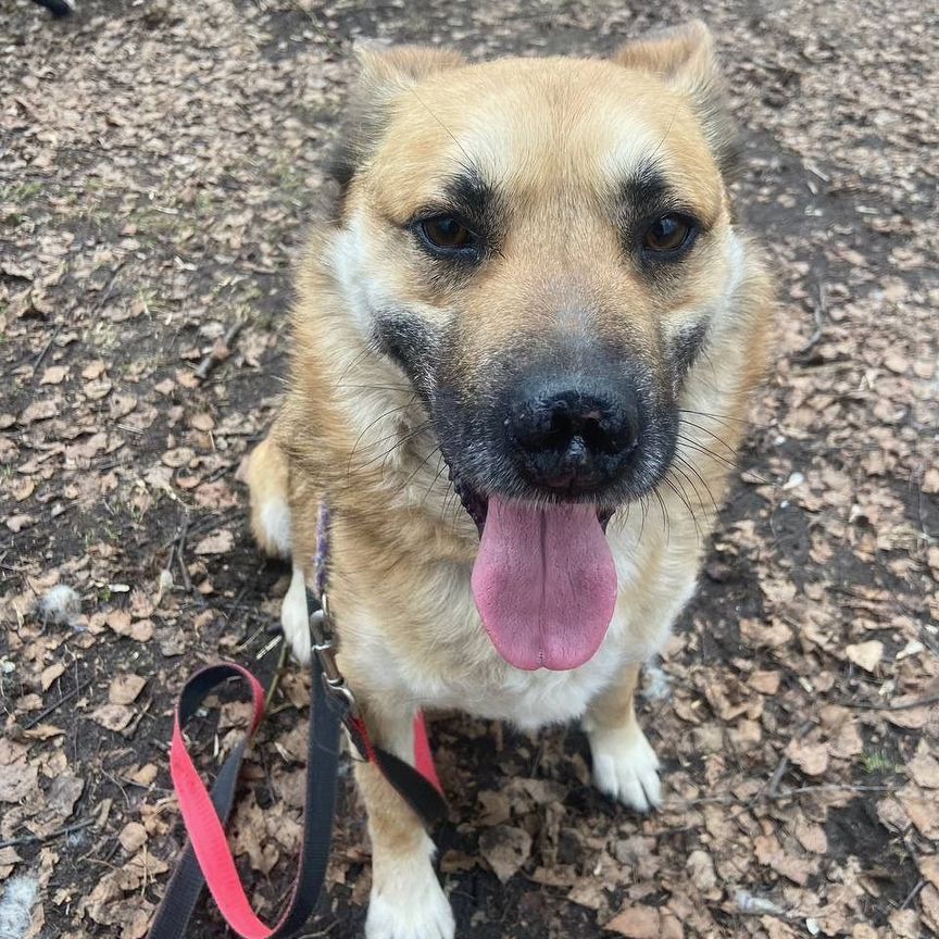 Жизнерадостный Зая ищет дом