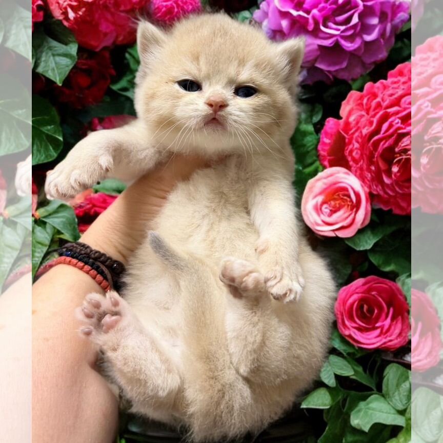Британский короткошёрстный котёнок