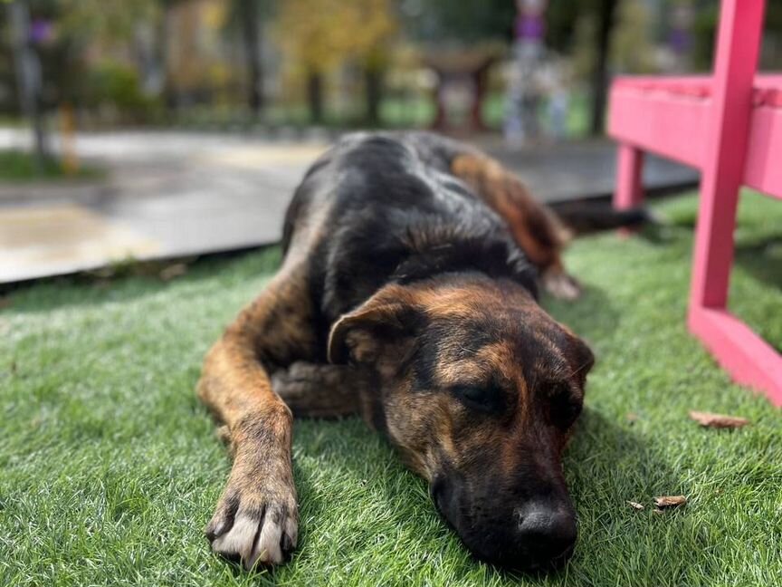 Собака в добрые руки