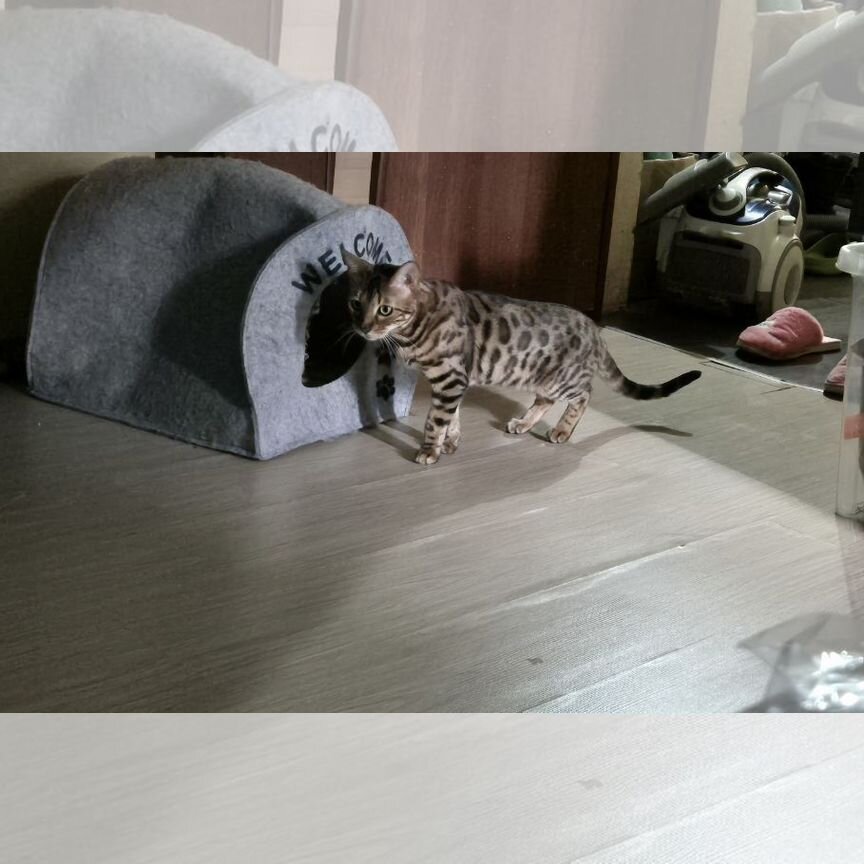 Бенгальская, взрослая кошка