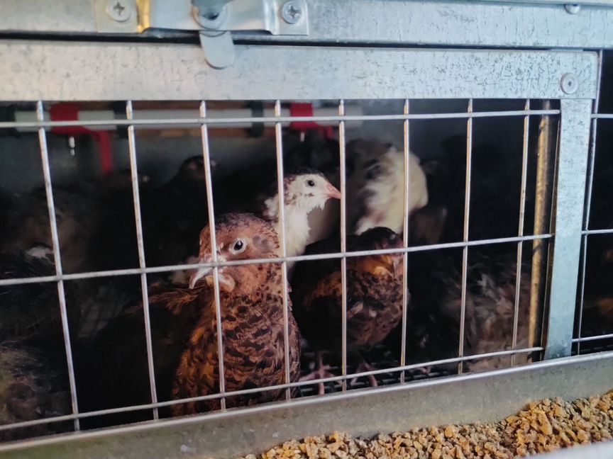 Перепела Селадоны