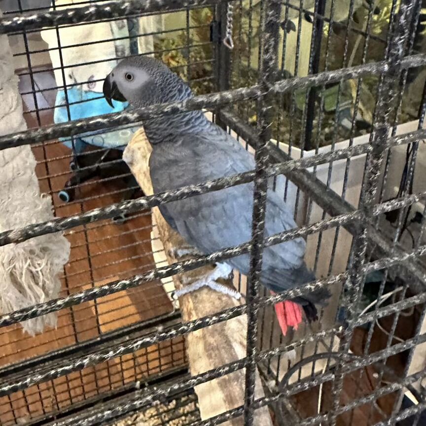 Папугай Жакко