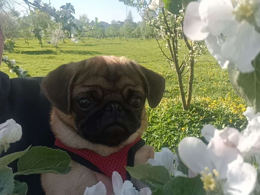 Мопс вязка мальчик