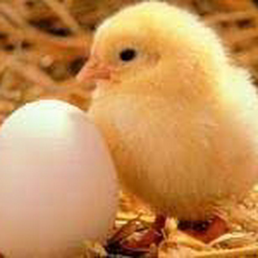 Суточный петушок