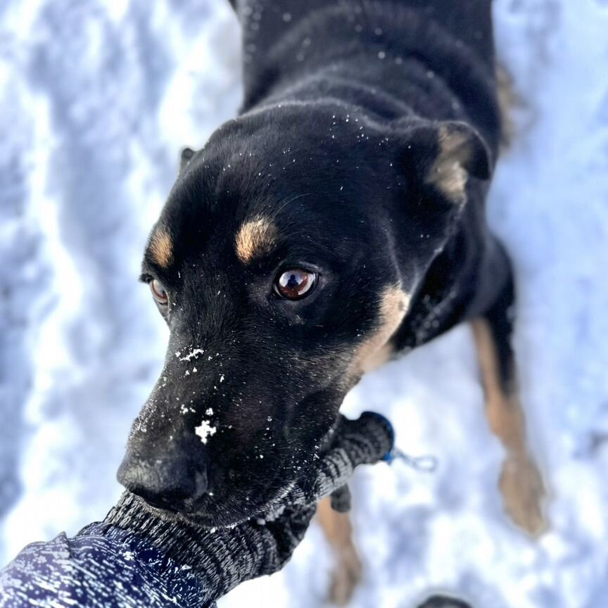 Собака охранник в добрые руки