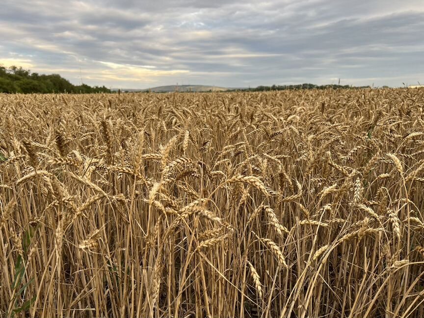 Зерно пшеница ячмень