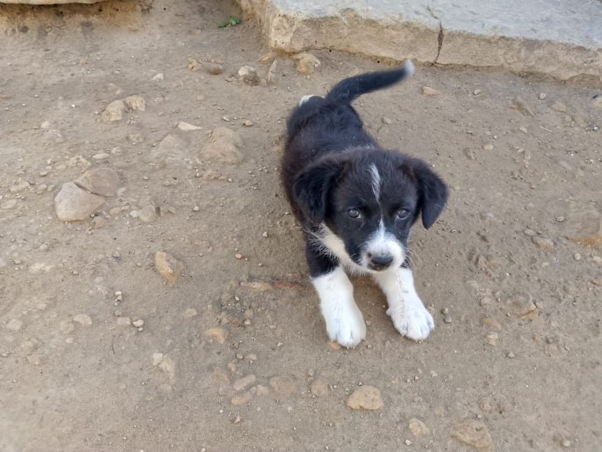 Отдам щенков спаниеля