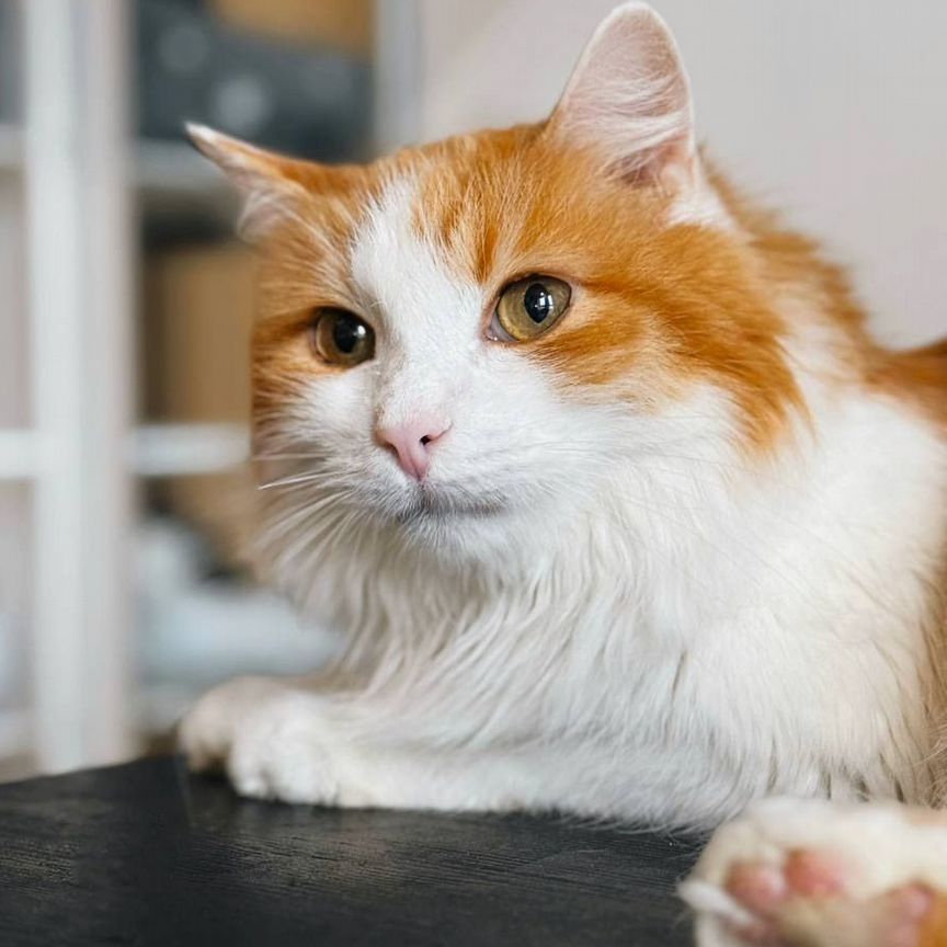 Котик в добрые руки