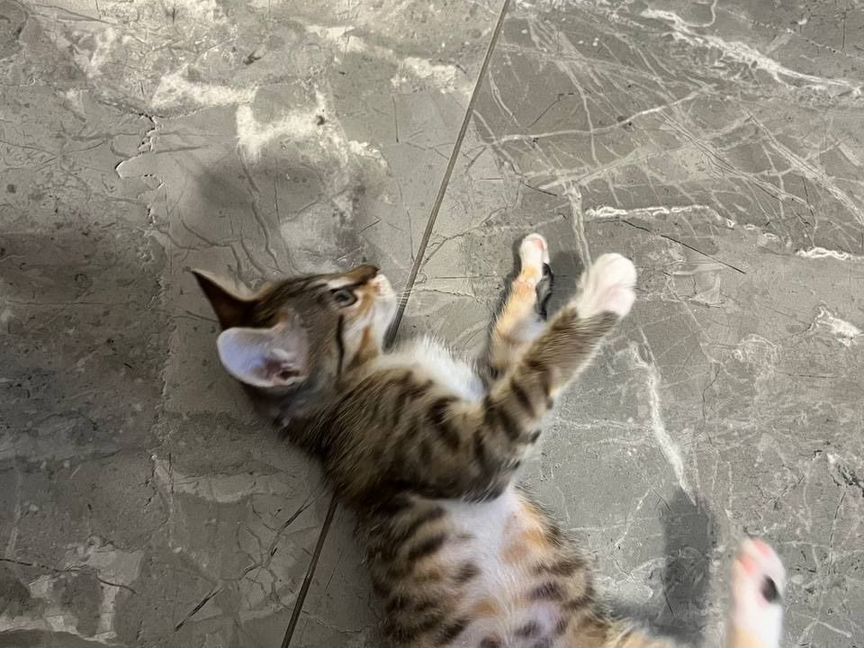 Котенок девочка в добрые руки