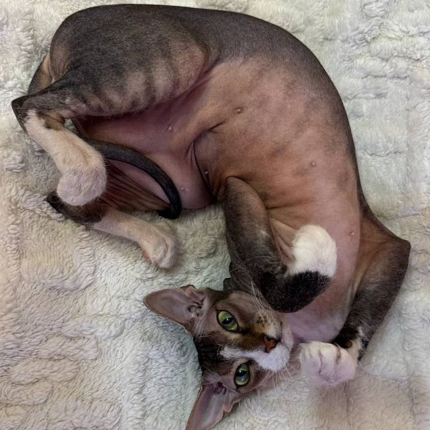 Канадский сфинкс, взрослая кошка