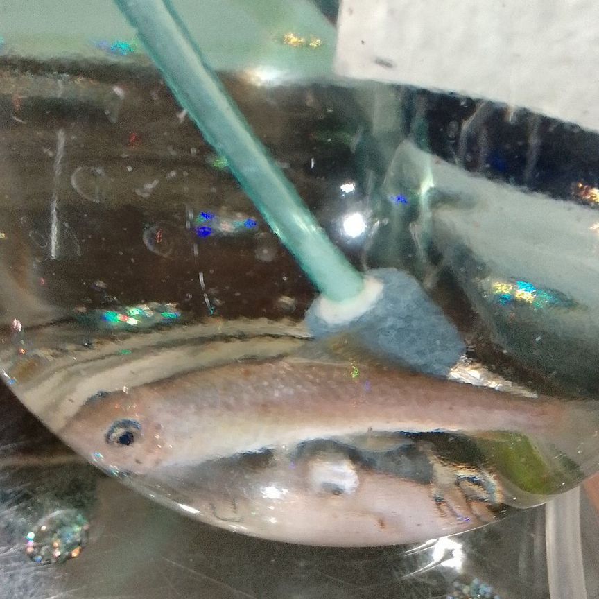 Рыба аквариумная