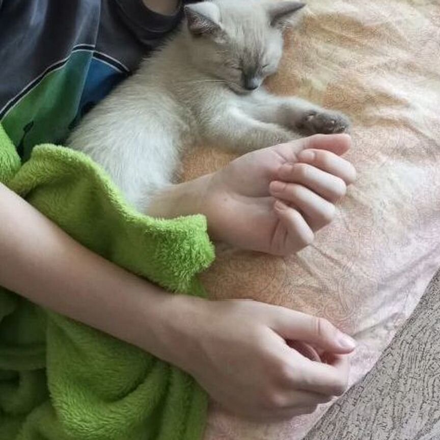 Сиамский котёнок