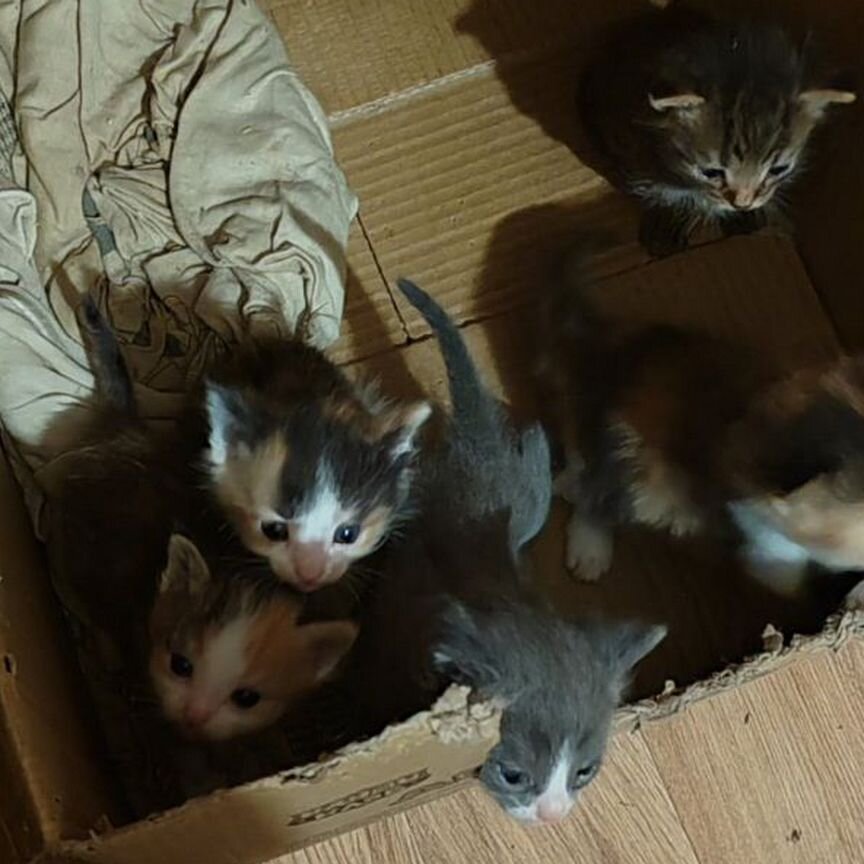 Дикие котятки