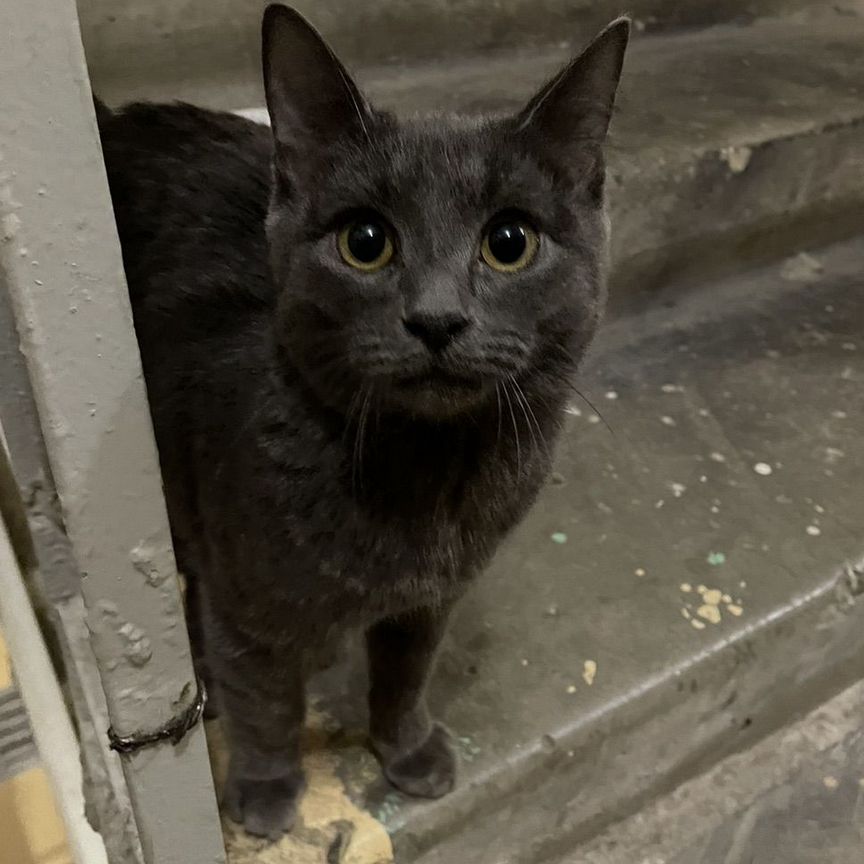 Животные в добрые руки