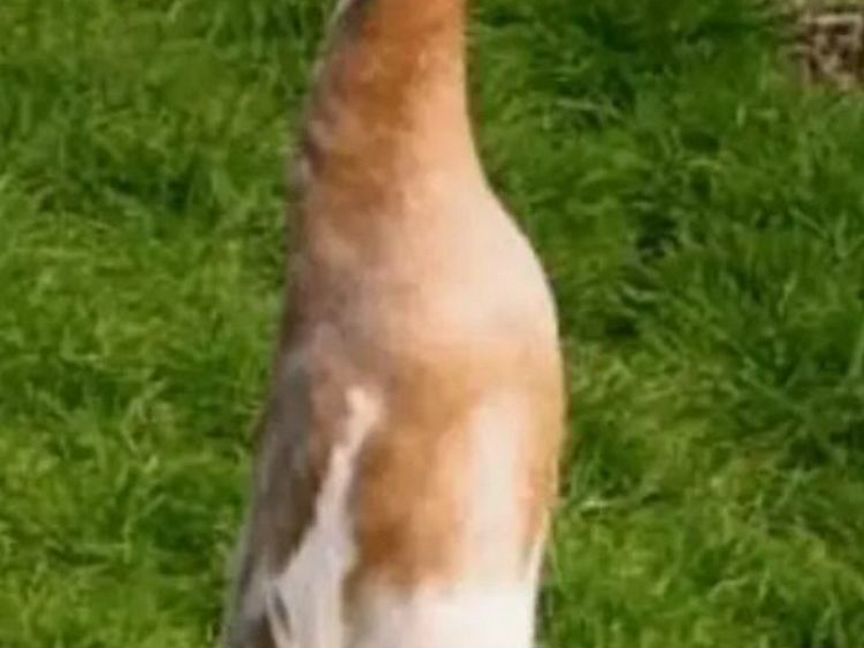 Индийские утята бегунки