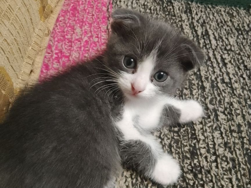 Кошка в дар бесплатно