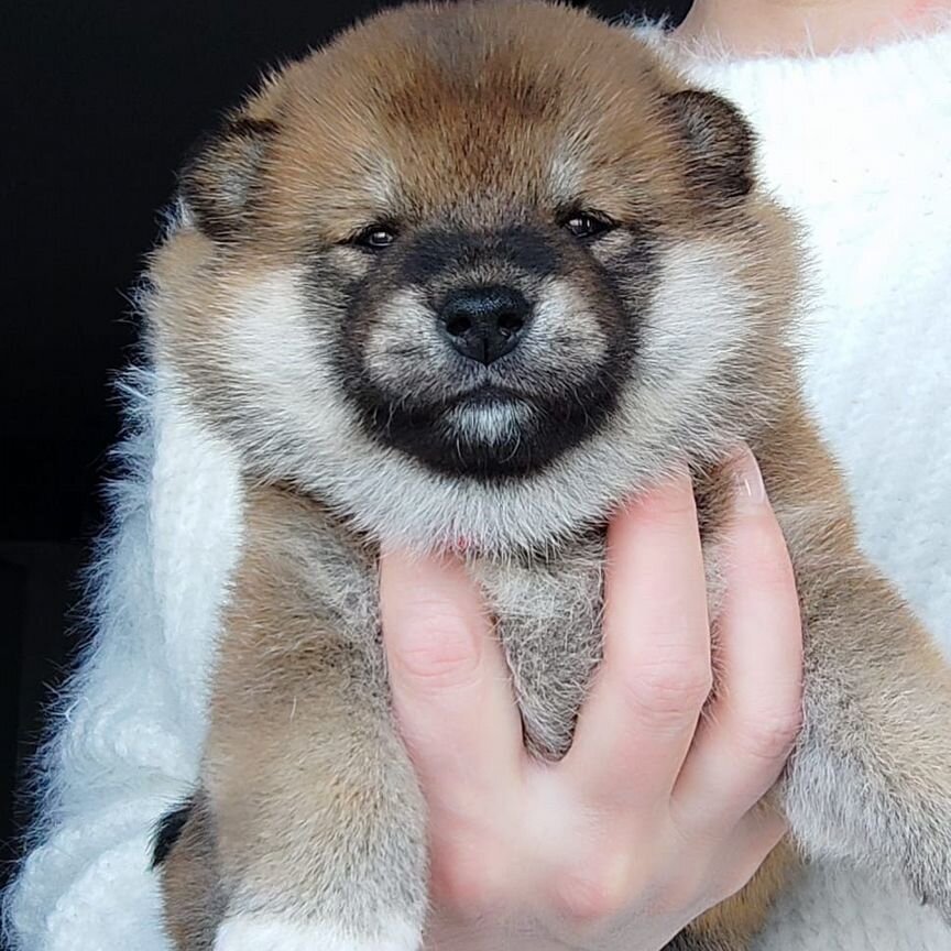 Собака сиба ину щенки шиба