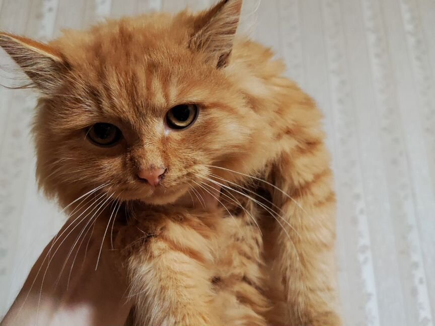 Кот 5 месяцев