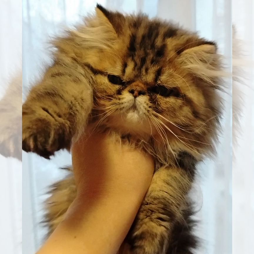 Экзотический короткошёрстный котёнок