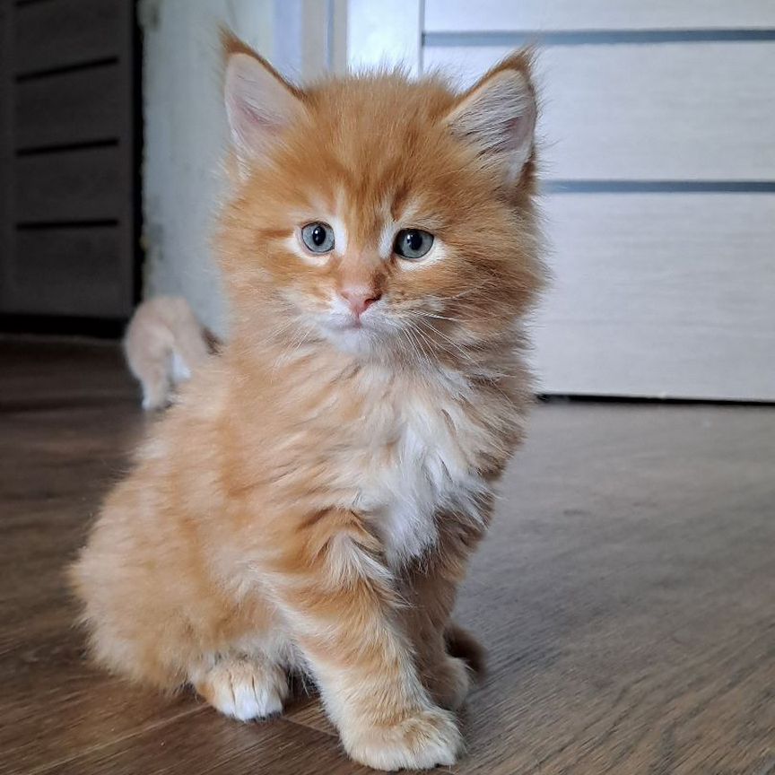 Котята мейн-кун