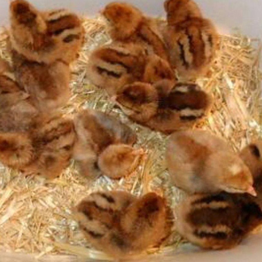 Цыплята Билефельдор