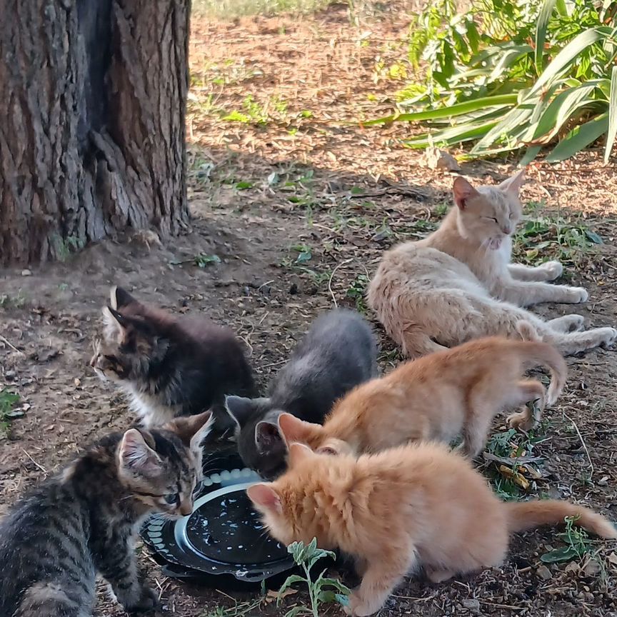 Котята в добрые руки бесплатно