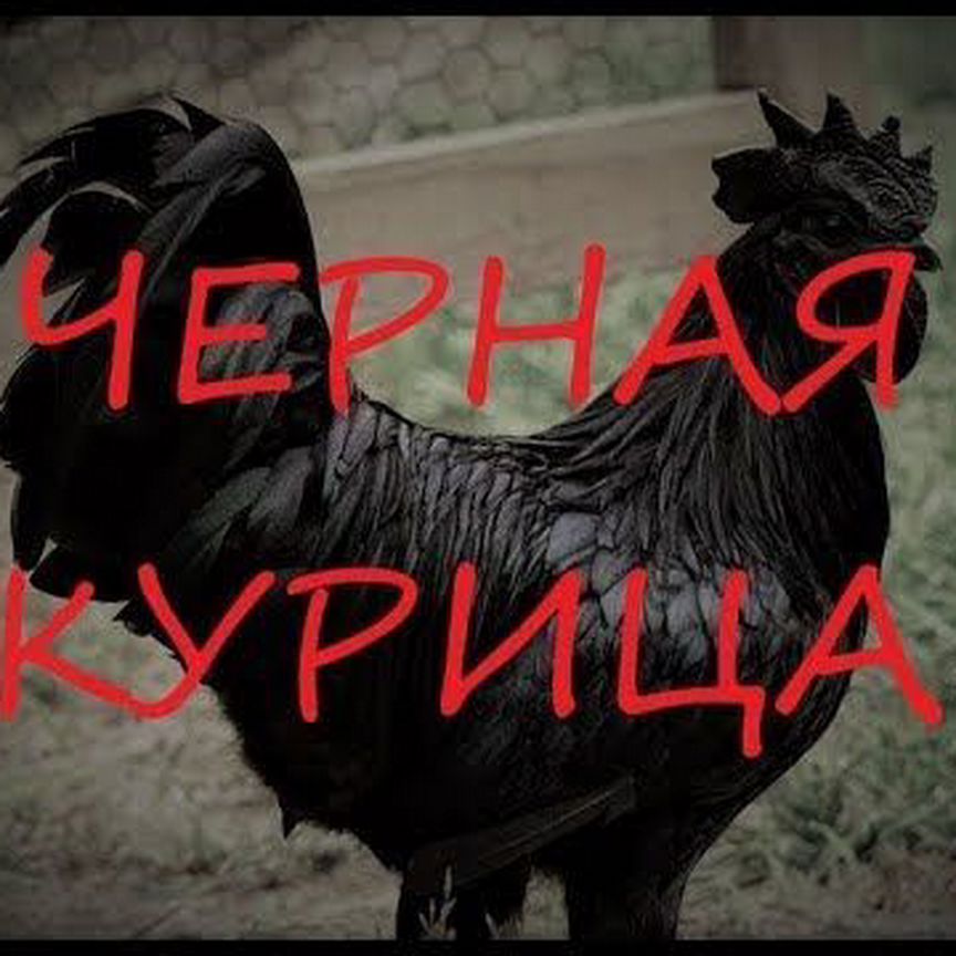 Чёрная курица