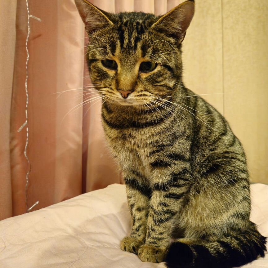 Котик в добрые руки