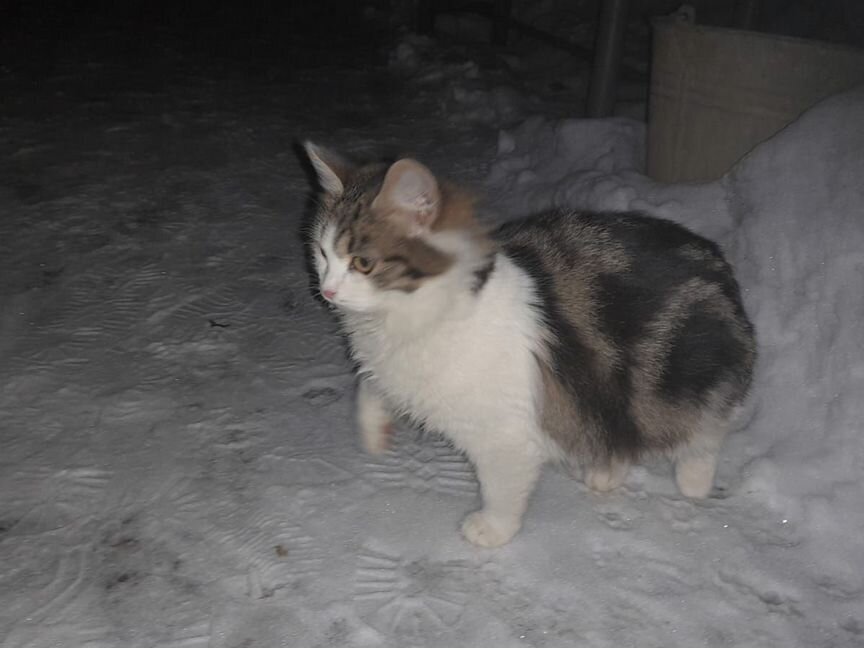 Кошечка подросток мес 5