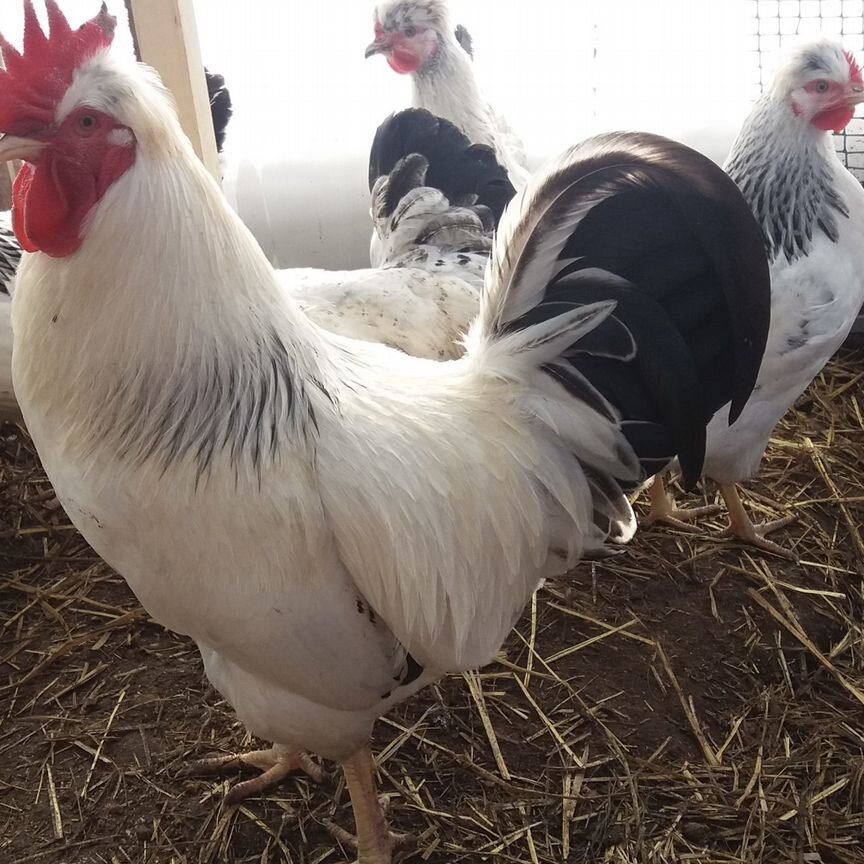 Продам яйцо инкубационное